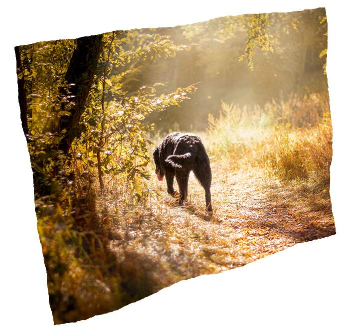 Come superare la morte di un cane